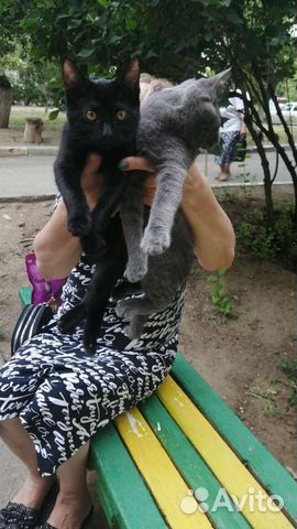 Котята отдам в добрые руки бесплатно