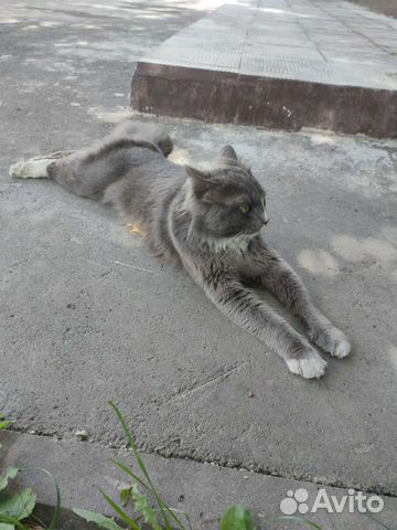 Кошечка в добрые руки