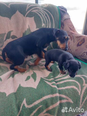 Девочка ягдтерьера