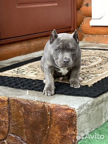 Американский булли