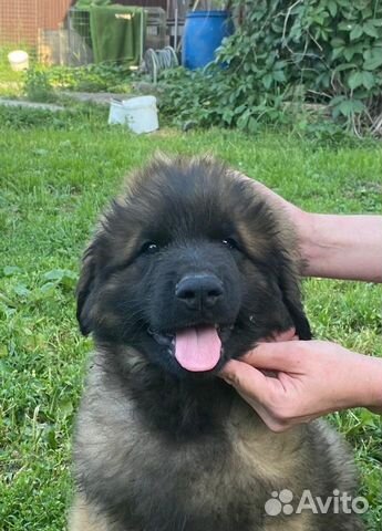 Щенки леонбергера