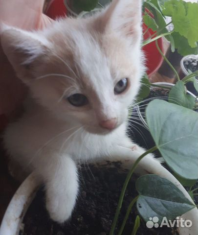 Котята в дар