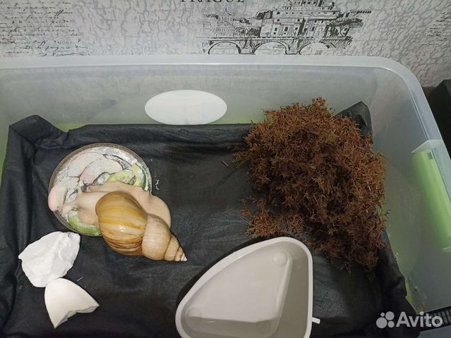 Ахатина родация альбино