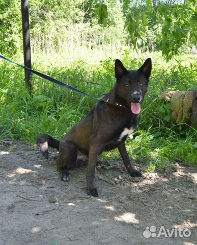 Красавец Рокки ищет дом и любящую семью