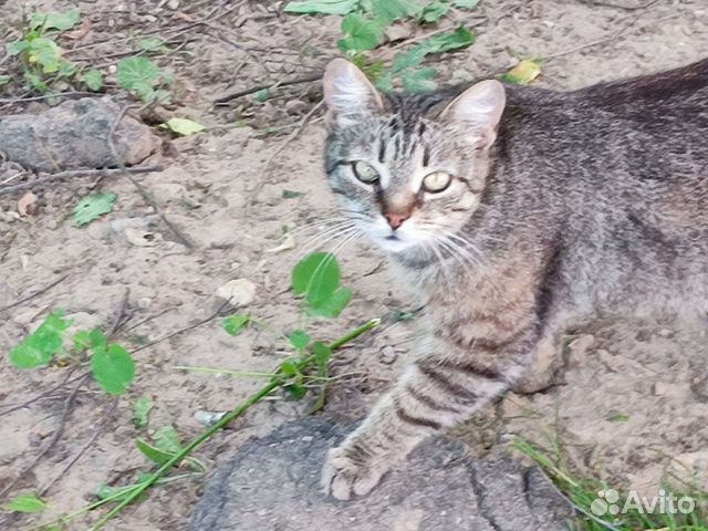 Девочка Симка 1год метиска шотландки