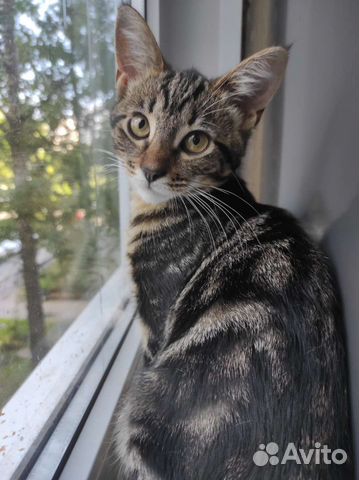 Котёнок (окрас шоколадный мрамор)