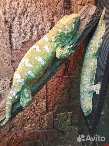 Гигантский бананоед