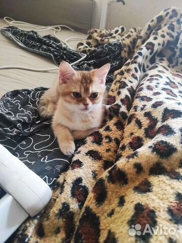 Шотландские котята