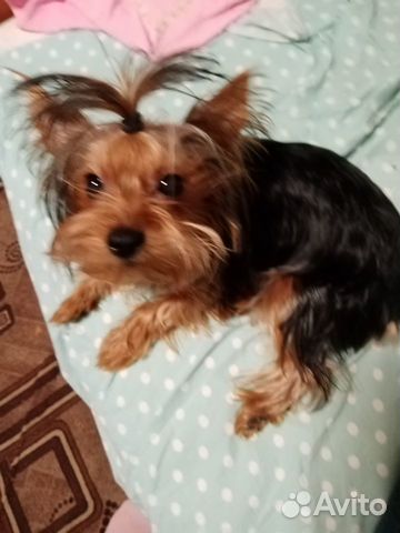 Йоркширский терьер