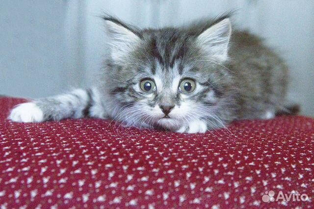 Котенок (мальчик) 1,5 месяца