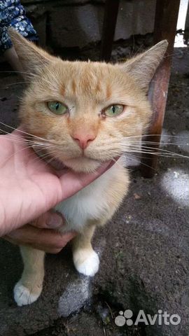 Грустный рыжий кот с глазами человека