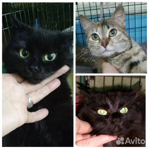 Кошки в хорошие руки