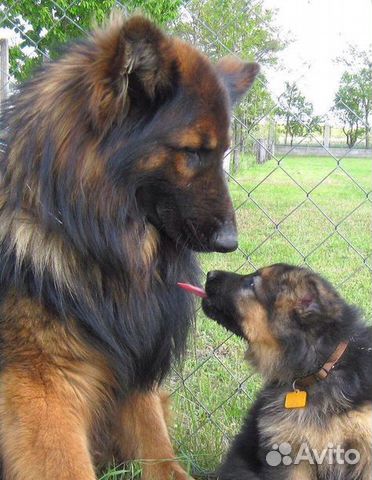 Щенки длинношерст лохмачи чистокровных немовчарок