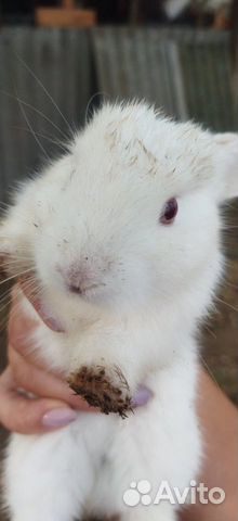 Кроликов мяса продам