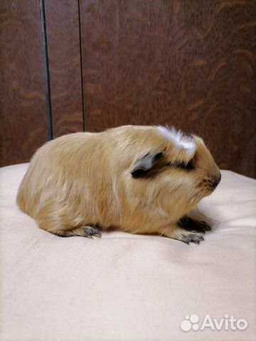 Морская свинка калифорния