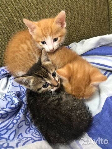 Котята в добрые руки приучены к лотку 1 месяц