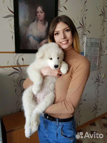 Самоедская лайка щенок