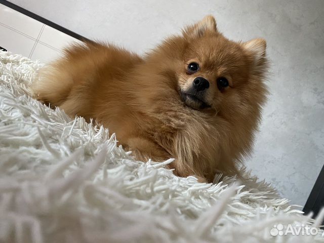 Шпиц немецкий (8месяцев)