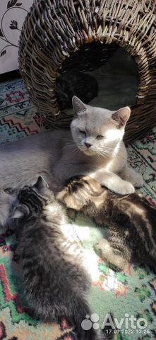 Продам британских котят