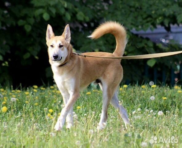 Пёс Лис ищет хозяина. Отдадим в хорошие руки