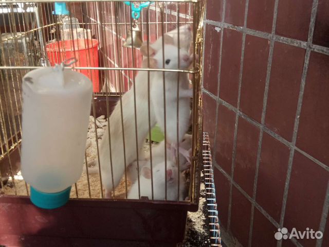 Крыса альбиносы