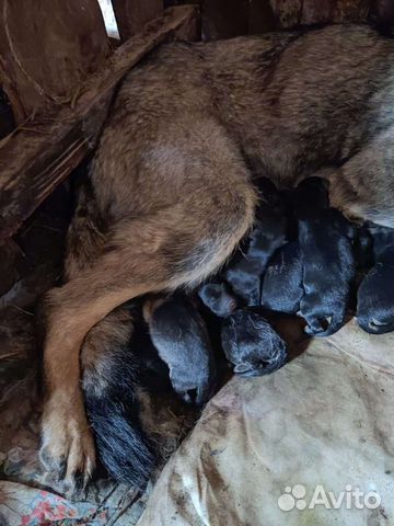Продаю щенков овчарка немецкой породы
