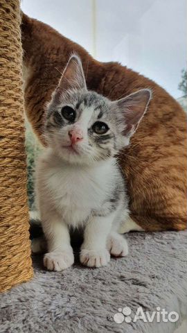 Котенок в добрые руки