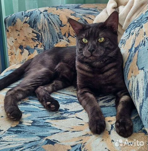 Кот чаузи из питомника