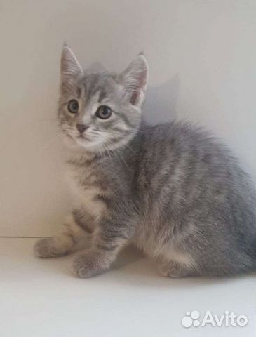Кошки