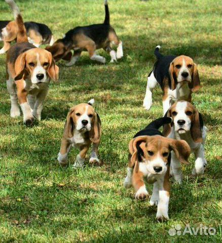 Щенки бигль с документами