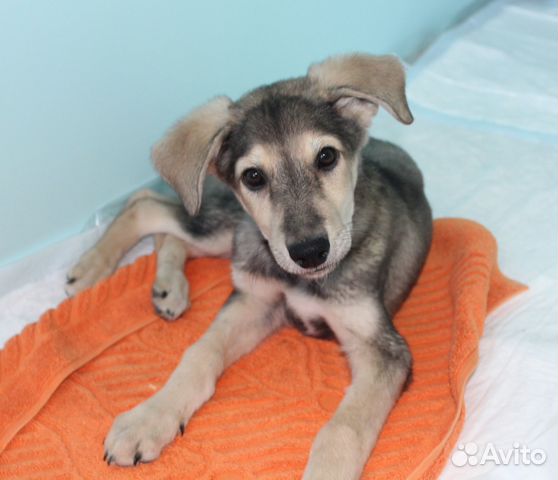 Щенок-мальчик ищет хозяев