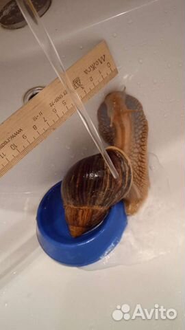 Большая домашняя улитка