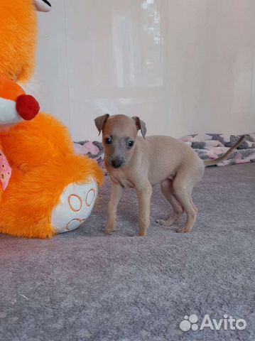 Девочка дюймовочка)