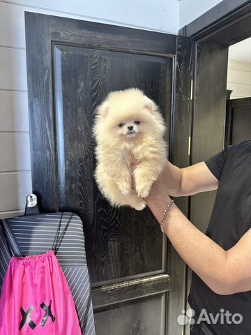 Мальчик крем померанский шпиц