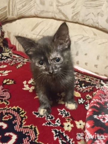 Котенок