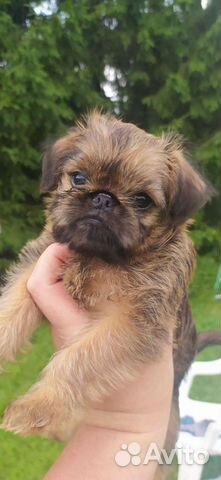 Брюссельский гриффон