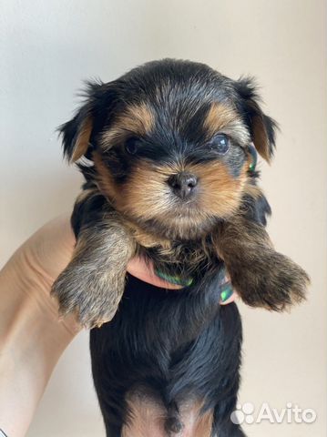 Йоркширский терьер девочка
