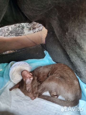 Ориентальный котёнок