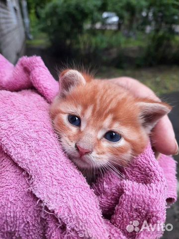 Рыжий котенок