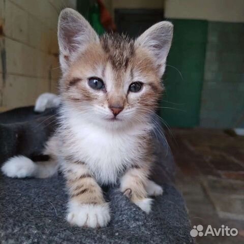 Котенок с белыми носочками