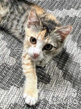 Котенок трехцветная девочка в добрые руки