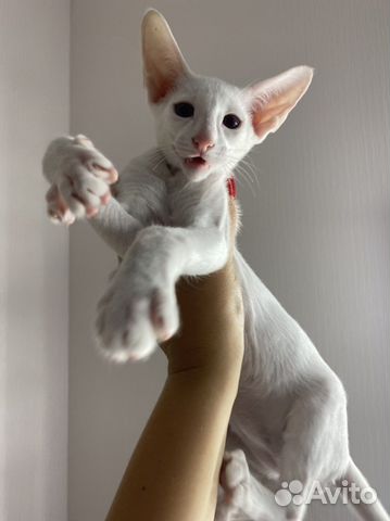 Ориентальный кот