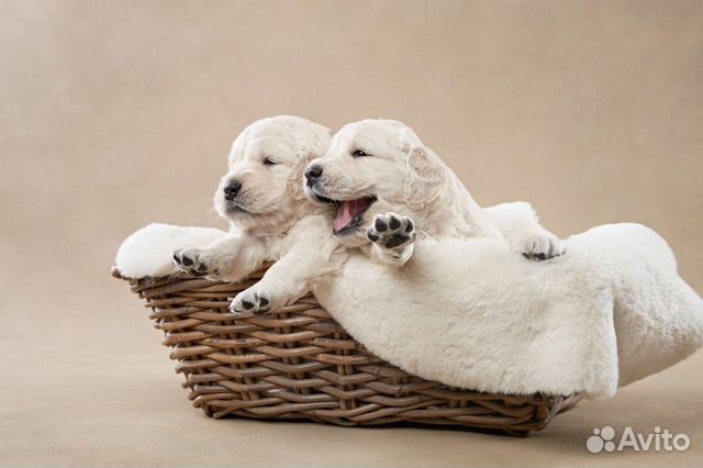Щенки золотистого ретривера, голден ретривера
