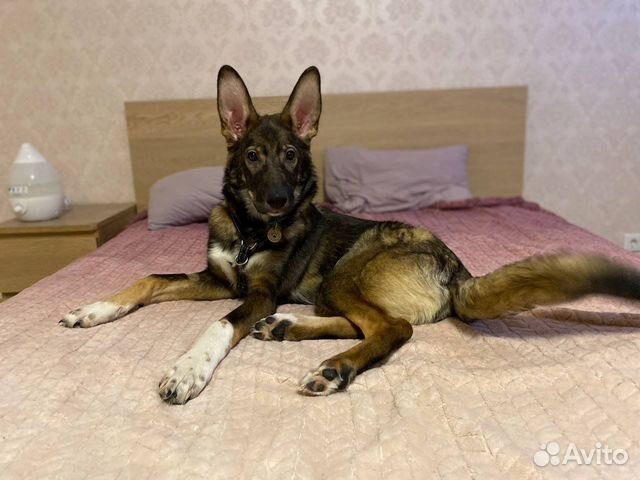 Метис овчарки