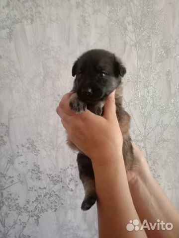 Дарим щеночков