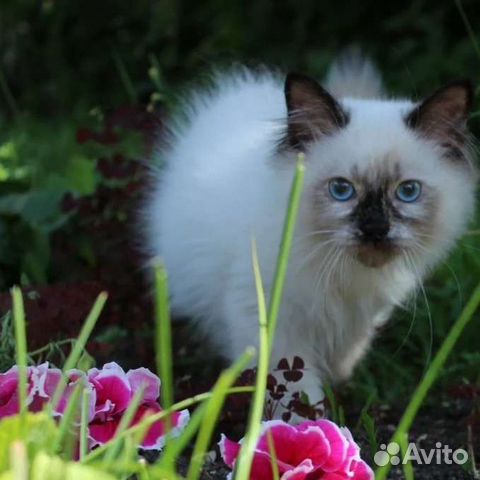 Невские маскарадные девочки