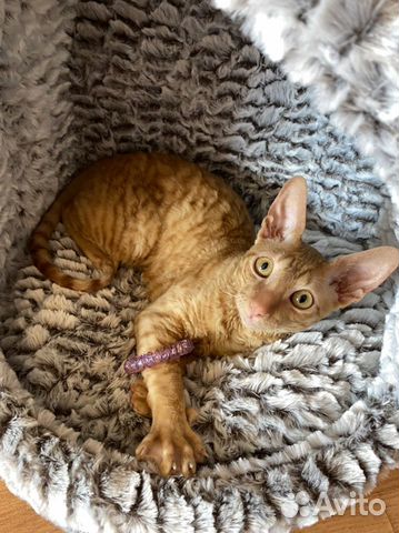 Котенок Корниш-Рекс