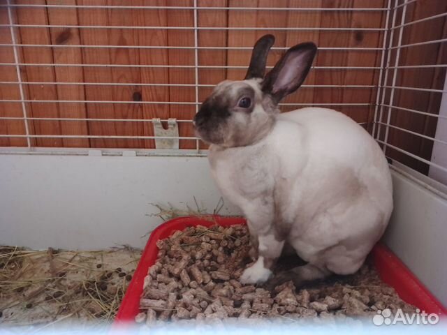 Продам кролика