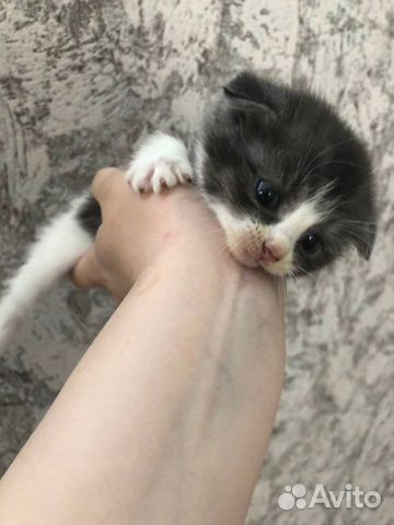 Кошки в добрые руки породистые