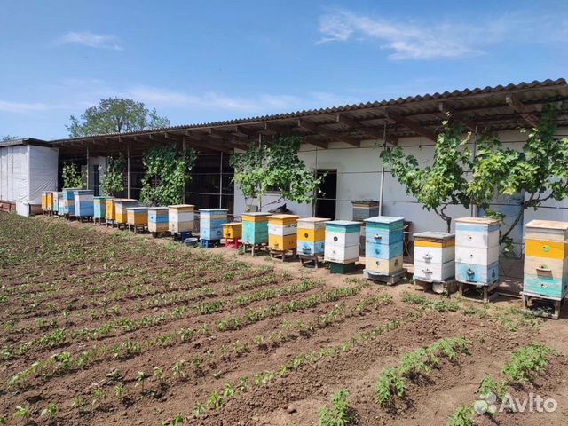 Продаются пчелы